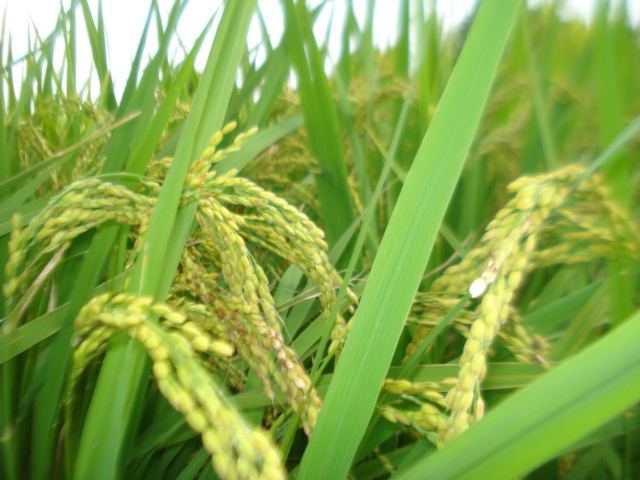 腸疾患の話 - そのひと そのひとへ、中六の漢方を、、